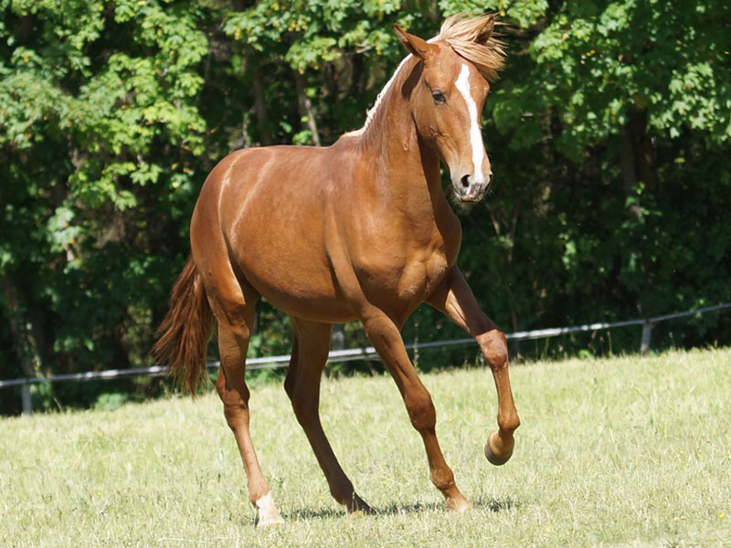 Prado - Bildhübscher 1-Jähriger Fuchshengst mit blonder Mähne. Sehr ...